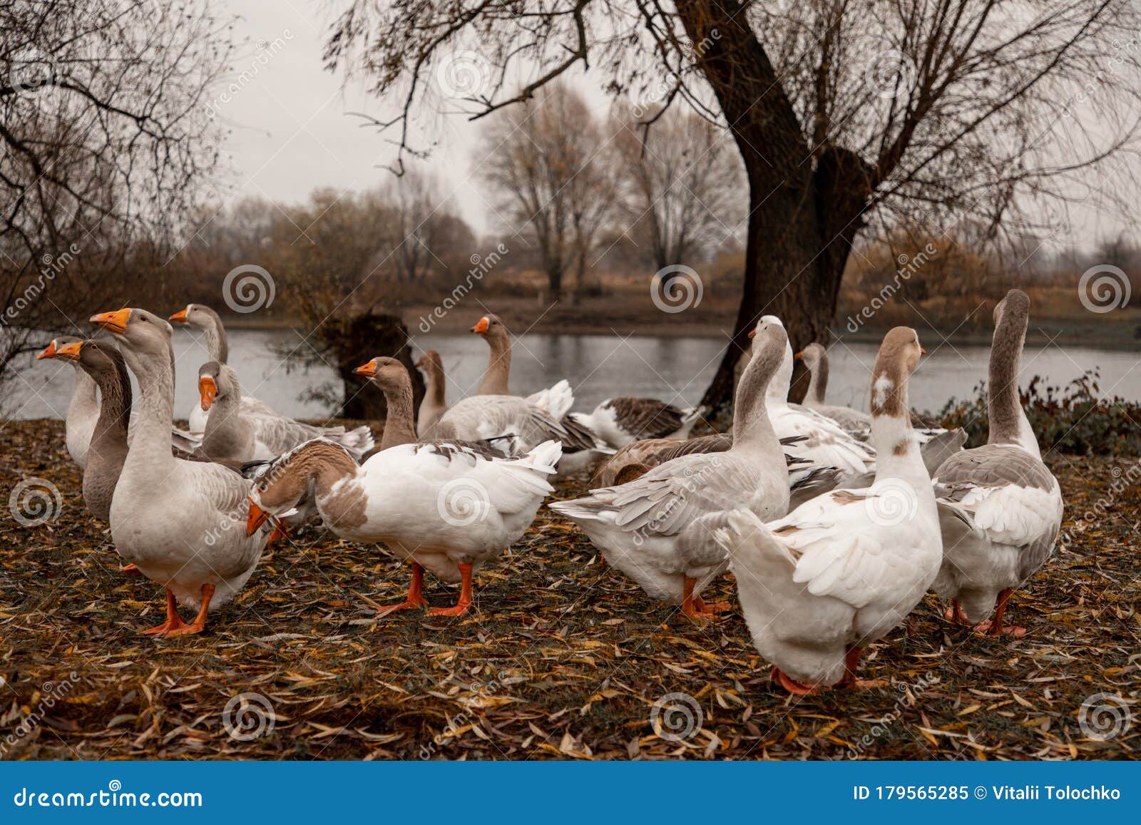 Geese by the autumn river stock image. Image of flock - 179565285