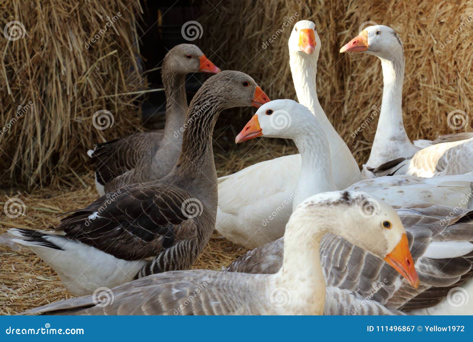 Geese in a Barnyard stock image. Image of wings, friendship - 111496867
