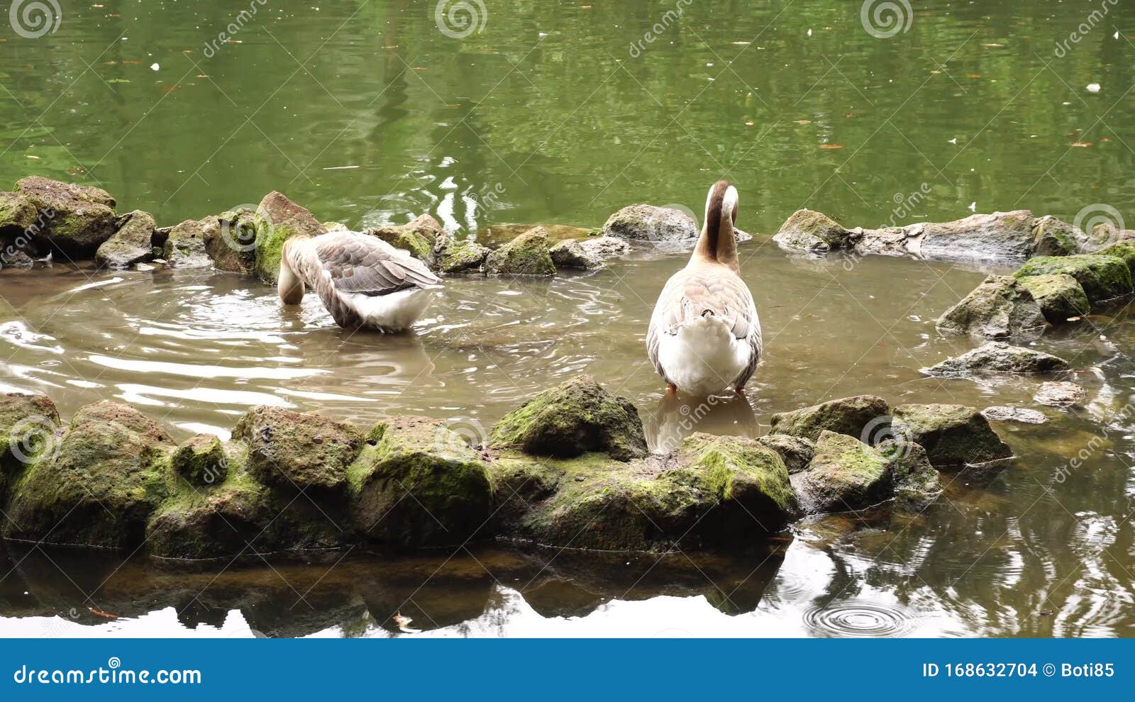 Geese Bathing in Small Pond in Par Stock Footage - Video of italia ...