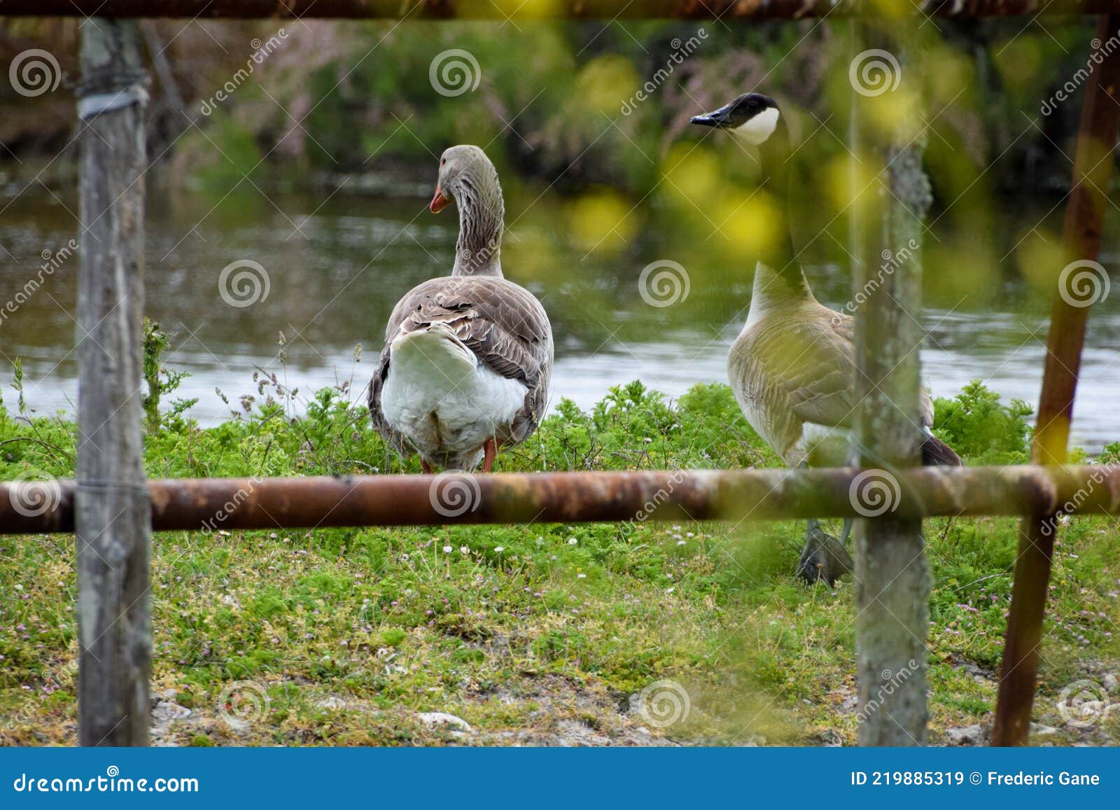 Geese Behind a Barrier Walking on the Shore Stock Image - Image of ...