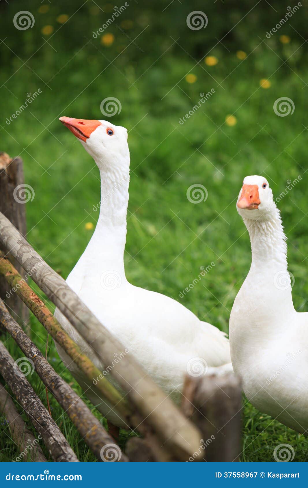 Geese behind the fence stock image. Image of back, outdoor - 37558967