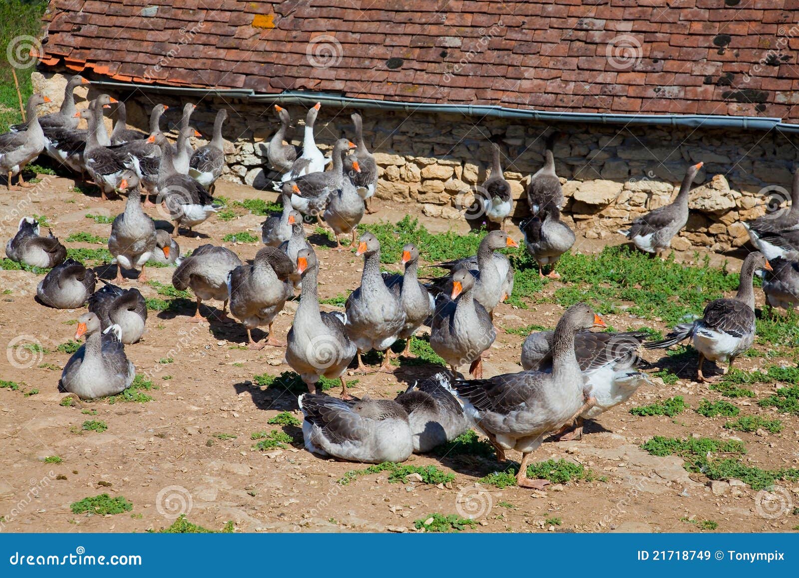 Geese Being Bred for Foie Gras Production in Franc Stock Image - Image ...