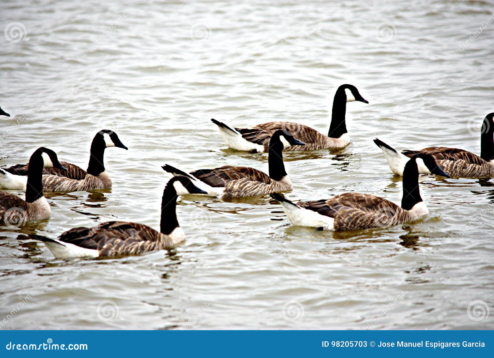 Geese in Bergen op Zoom stock image. Image of bird, fether - 98205703
