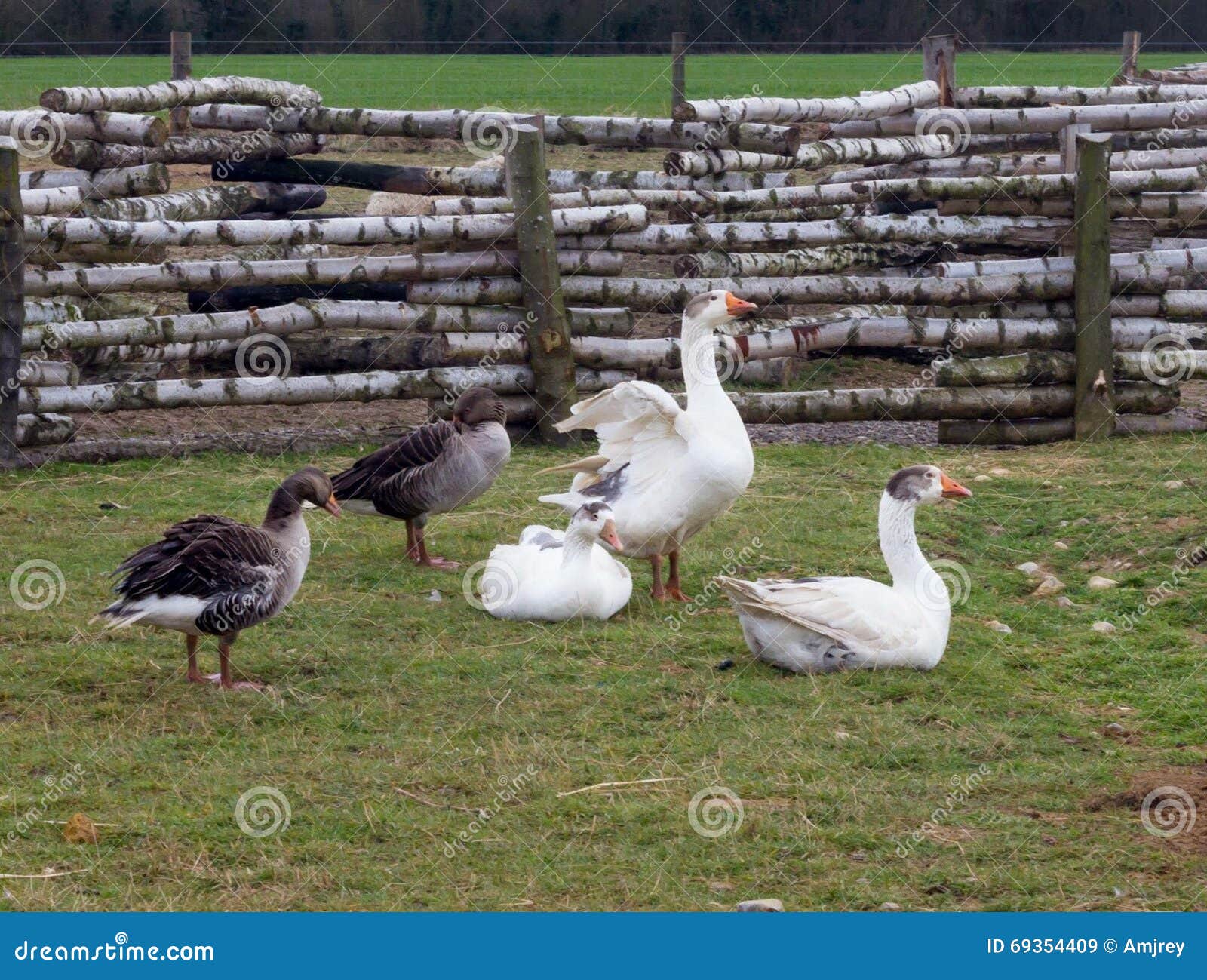 Geese editorial stock image. Image of geese, farm, britain - 69354409