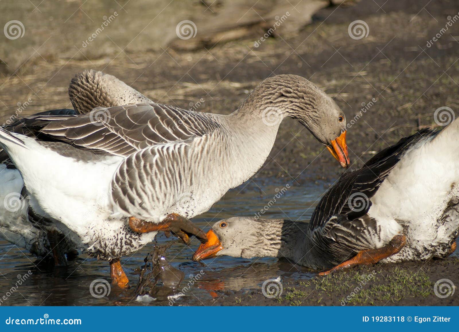 Geese birds fighting stock photo. Image of fight, animal - 19283118