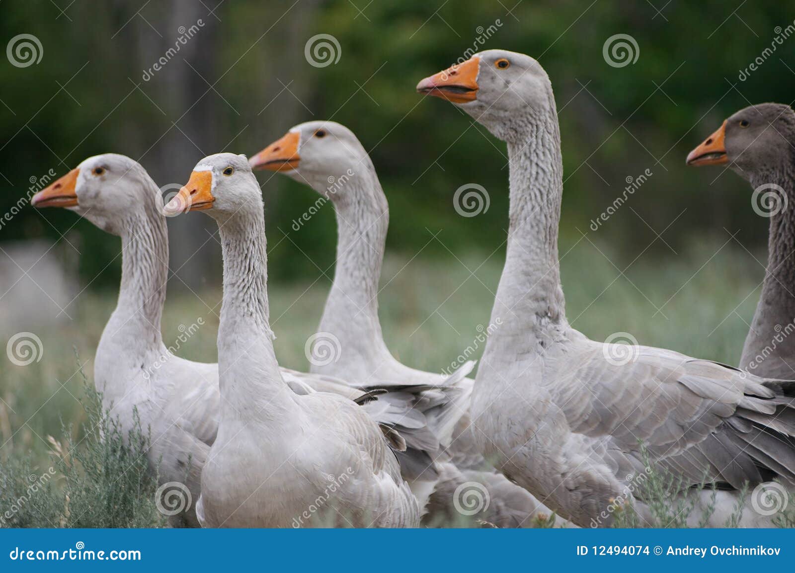 Geese brood stock photo. Image of nature, farm, agriculture - 12494074