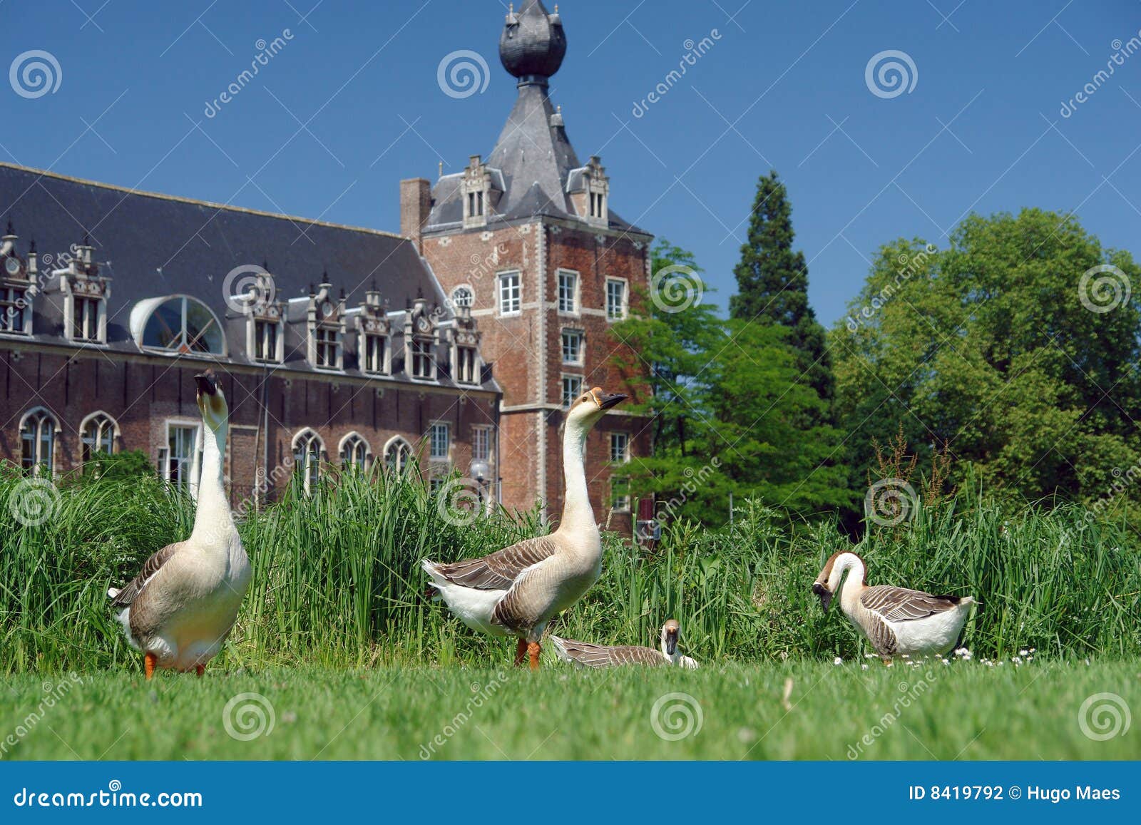 Geese in castle park stock photo. Image of countryside - 8419792
