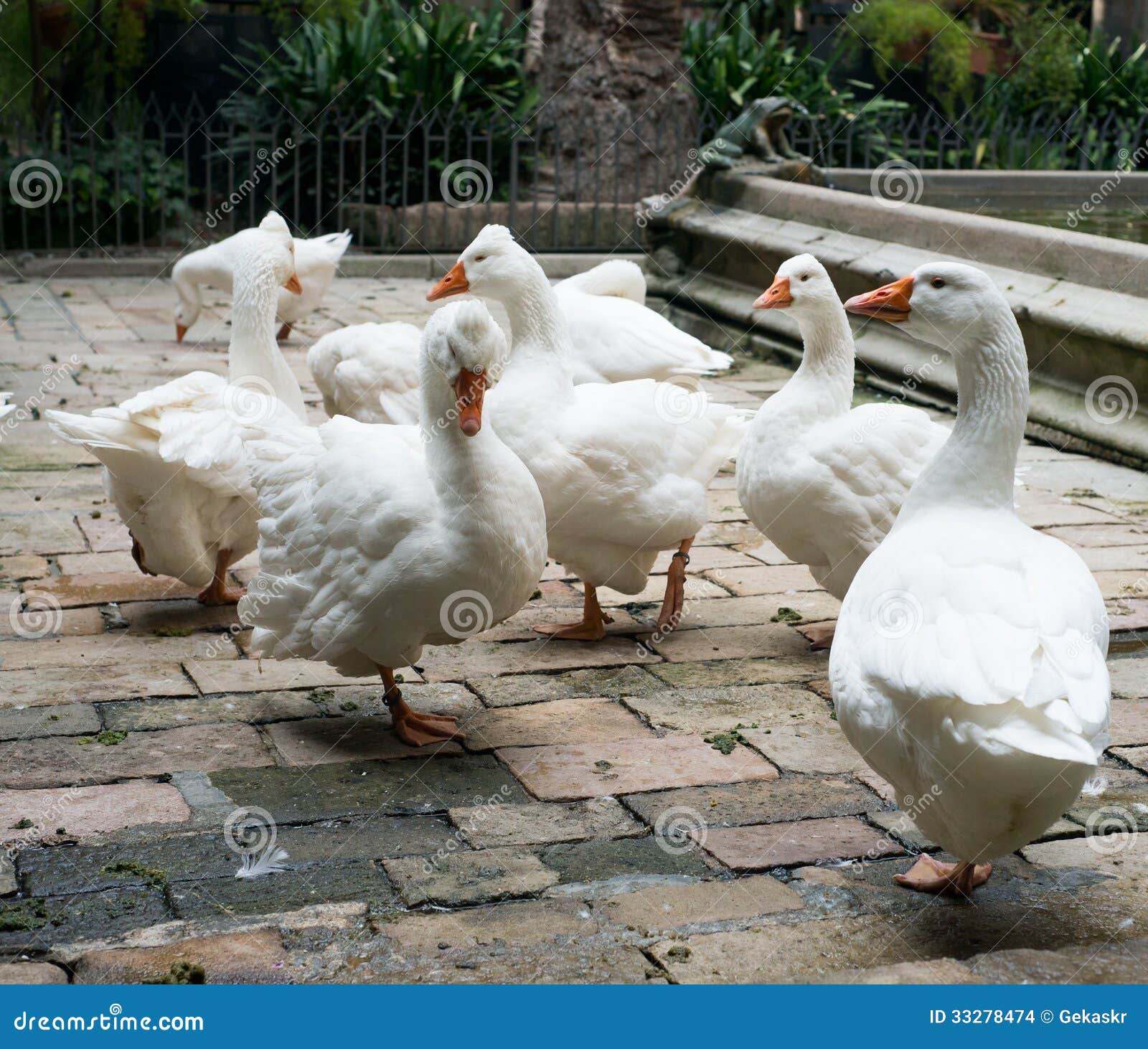 Geese in Cathedral of Saint Eulalia Stock Photo - Image of catholic ...
