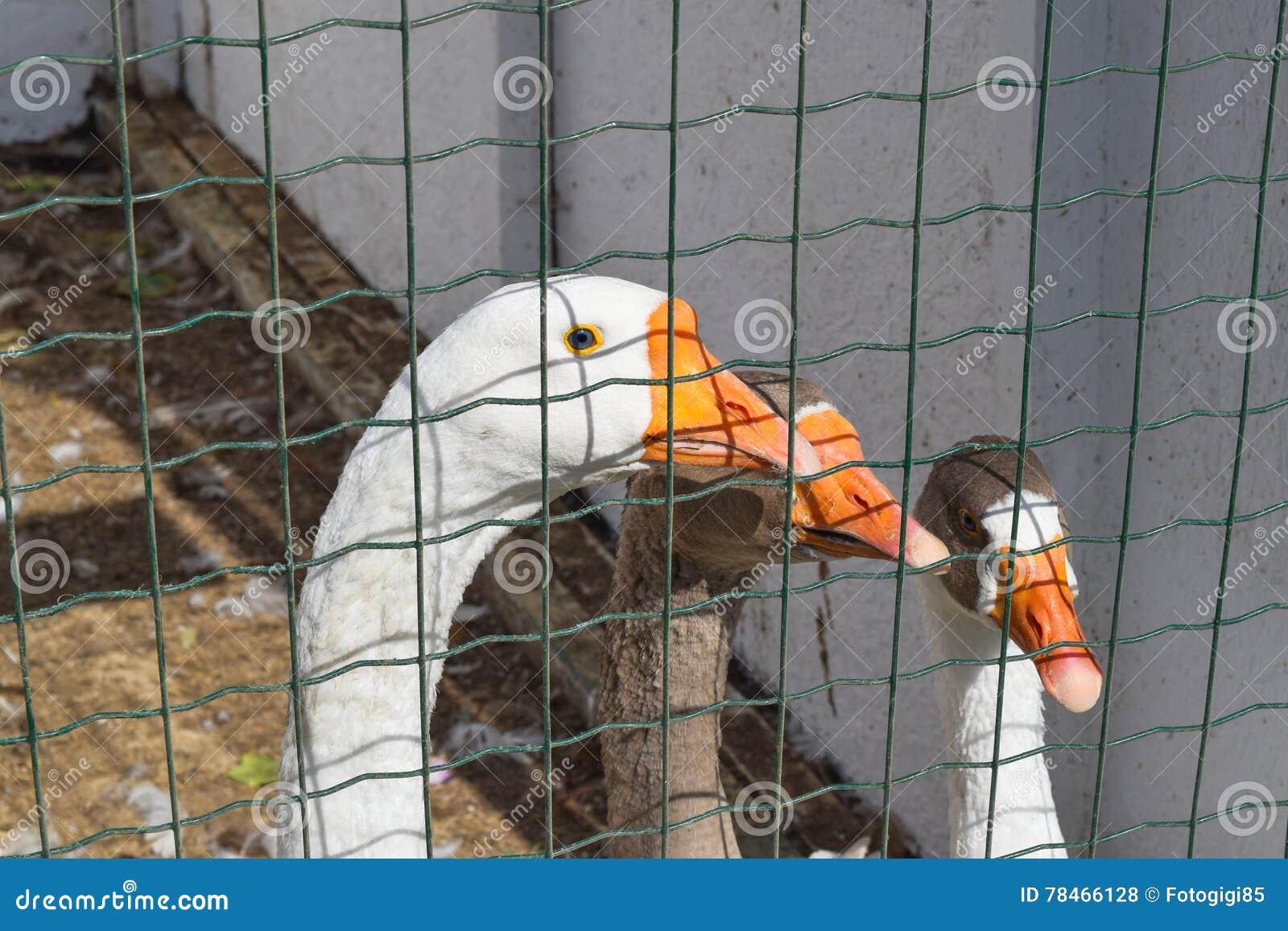 Geese in the Cell Enclosure. the Content of the Geese on the Farm Stock ...