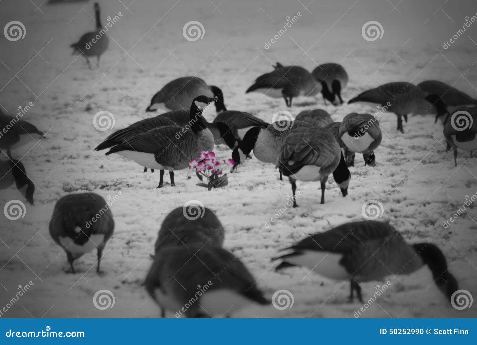 Geese stock photo. Image of flower, purple, geese, cemetery - 50252990