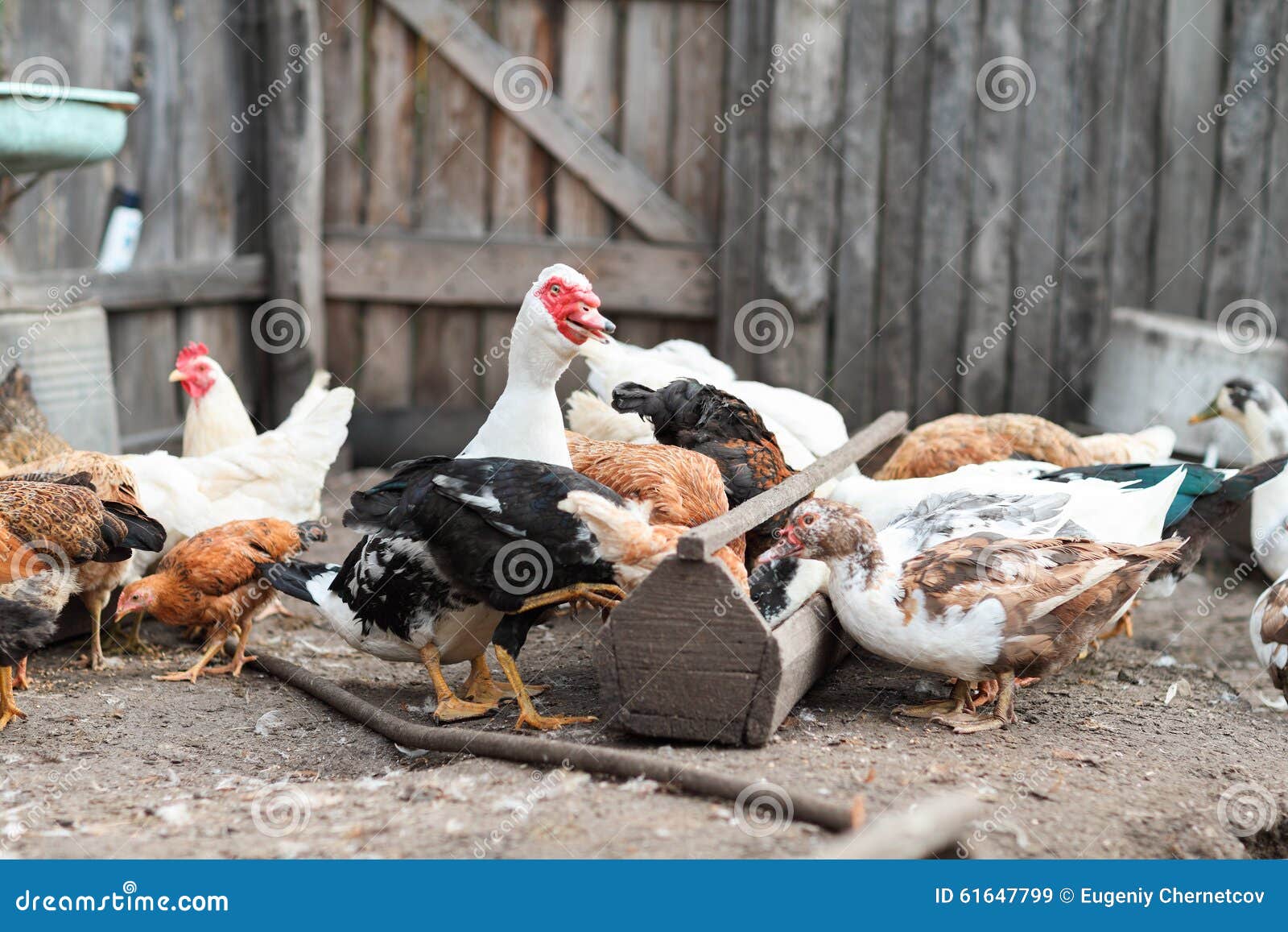 Geese and Chicken on the Farm Stock Image - Image of farming, geese ...