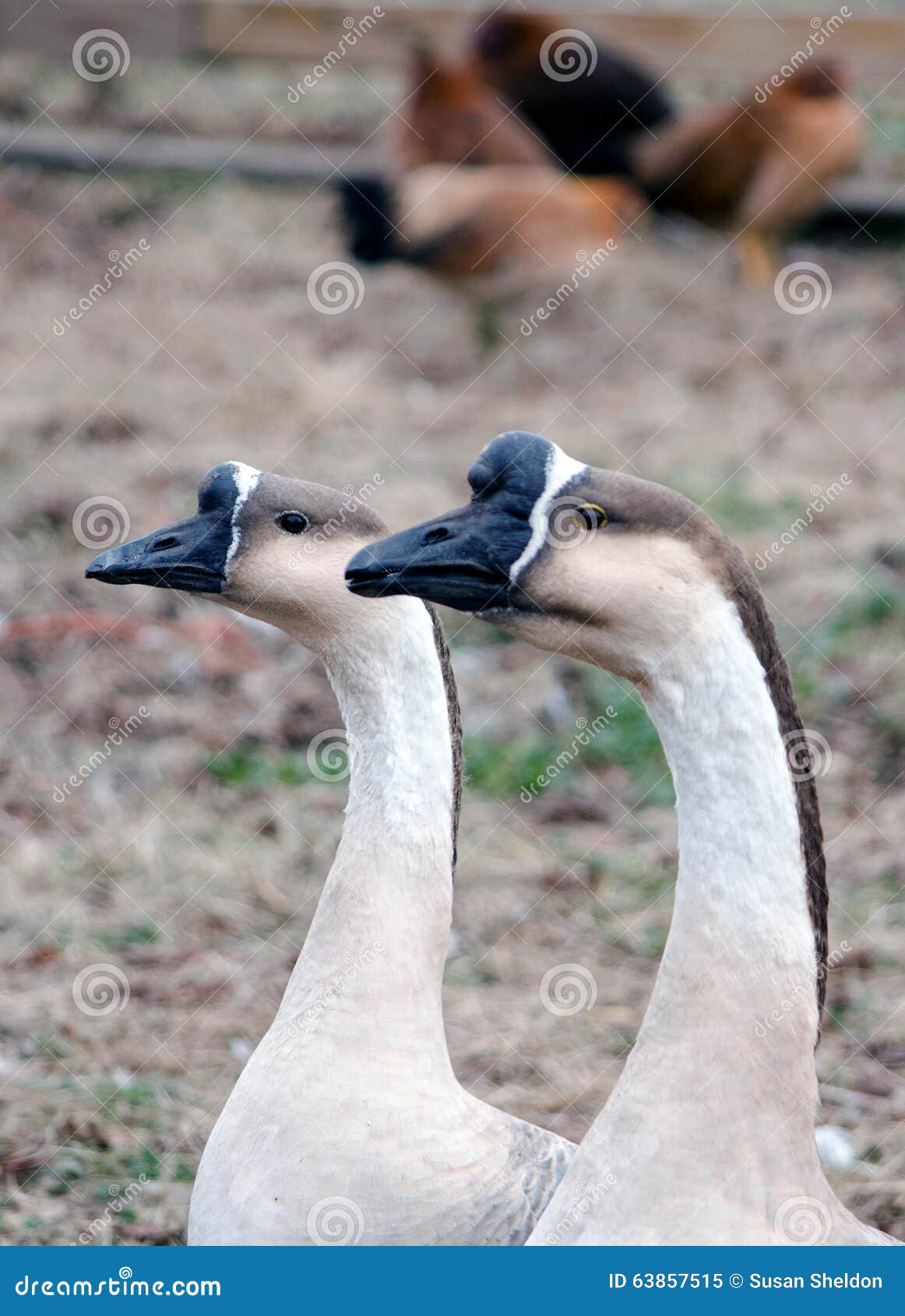Geese close up stock image. Image of pets, birds, barnyard - 63857515