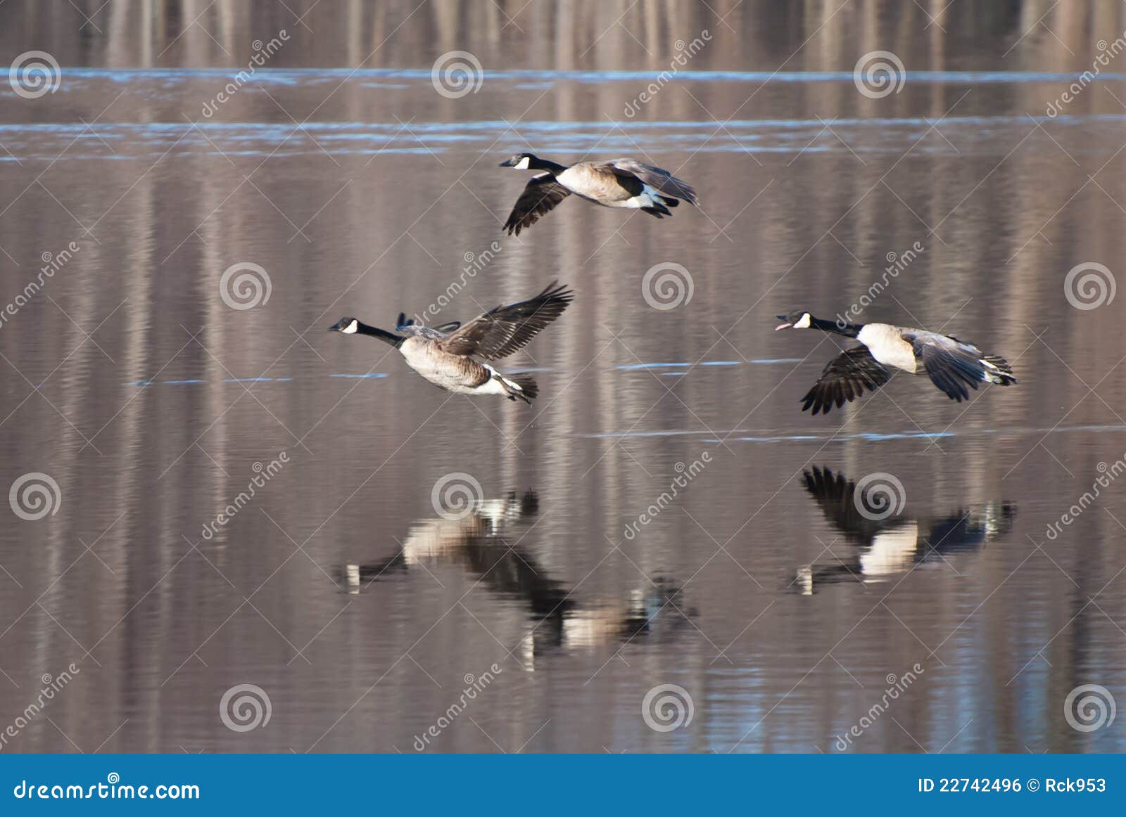 Geese Coming in for a Landing Stock Photo - Image of black, circling ...