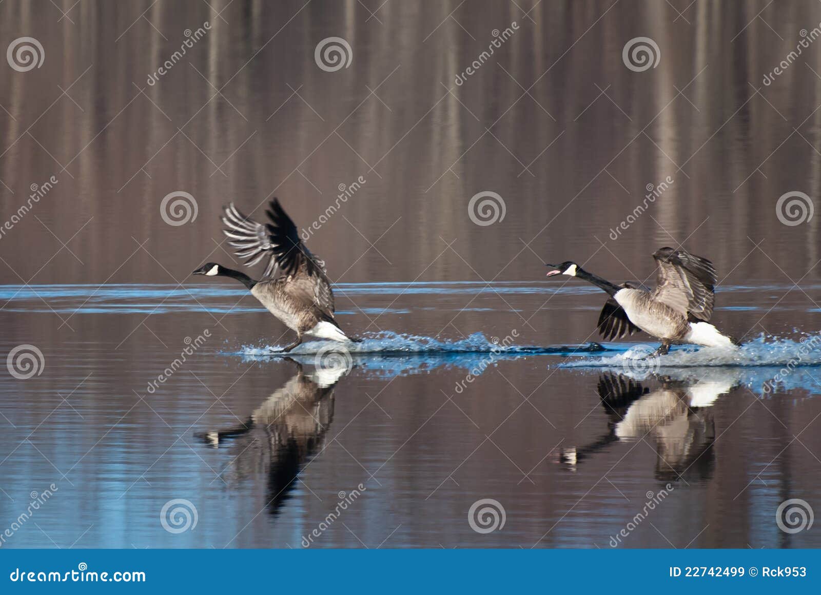 Geese Coming in for a Landing Stock Image - Image of soaring, bird ...