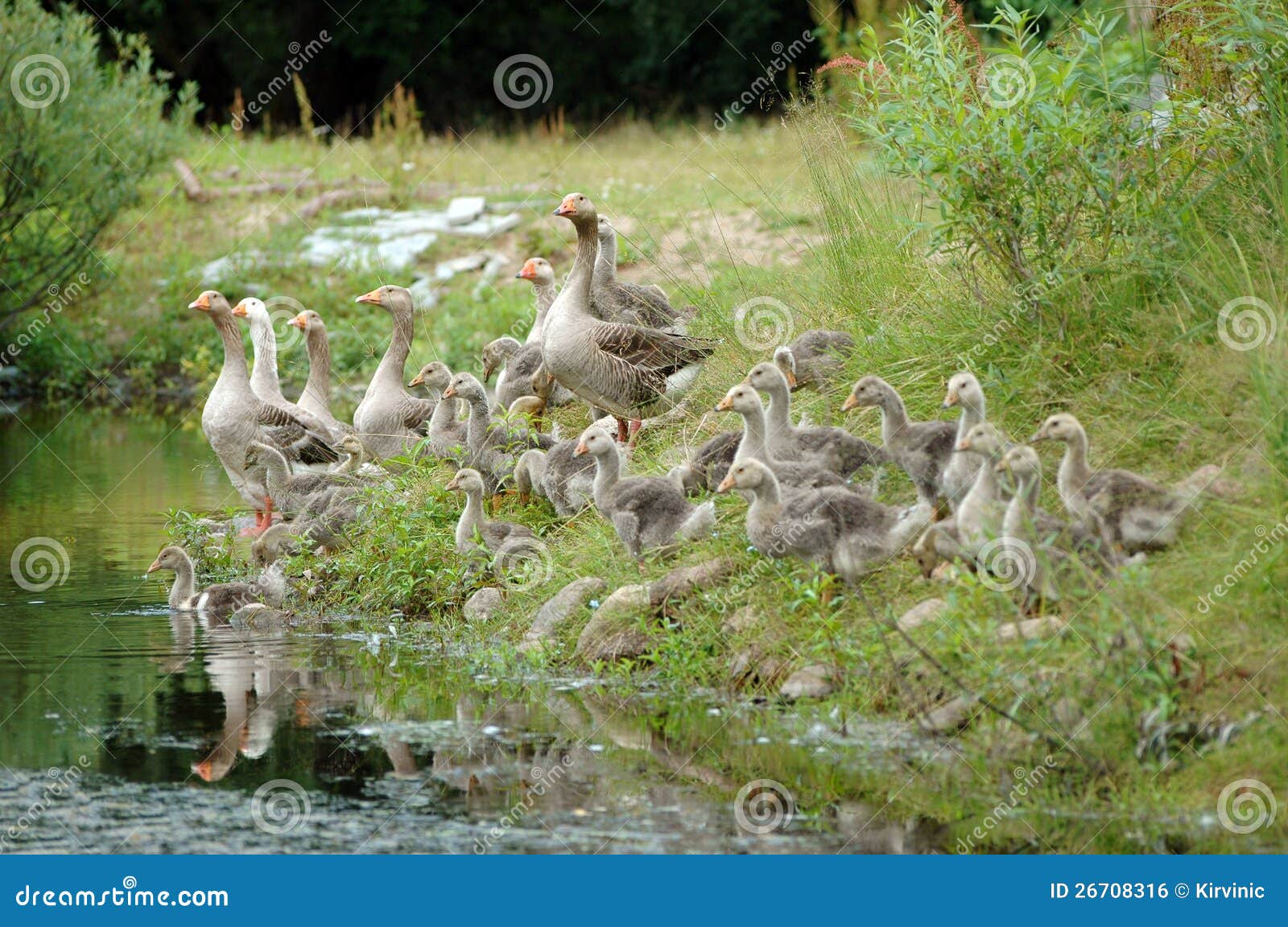 Geese coming to water stock photo. Image of float, river - 26708316