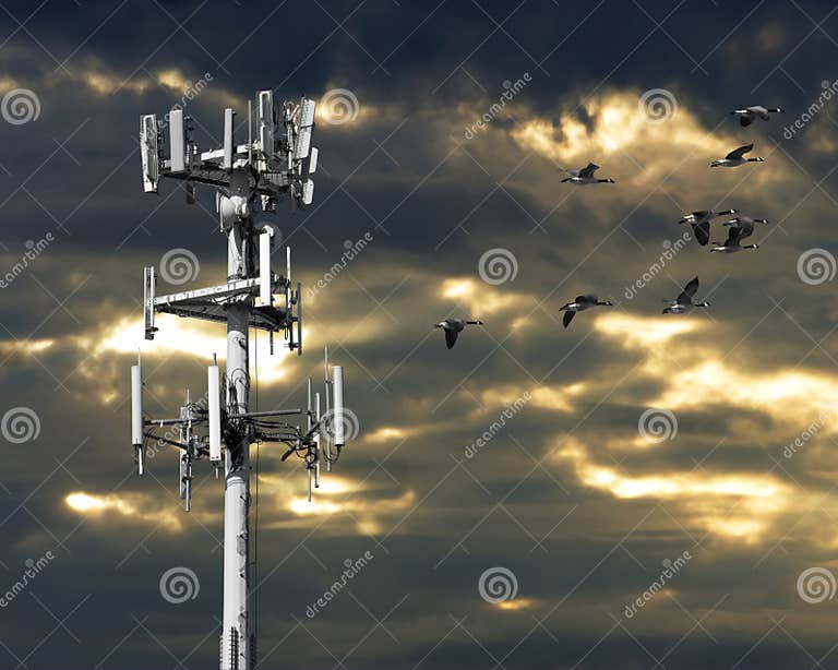 Geese and Communications Tower Stock Image - Image of cellular, ether ...