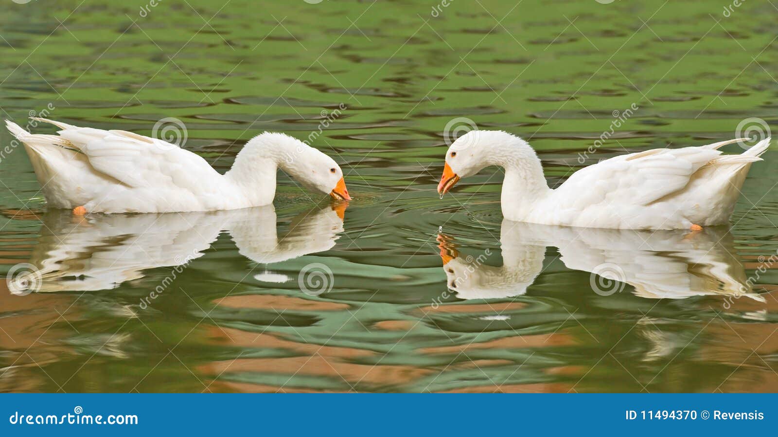 Geese couple stock photo. Image of elegant, neck, lake - 11494370