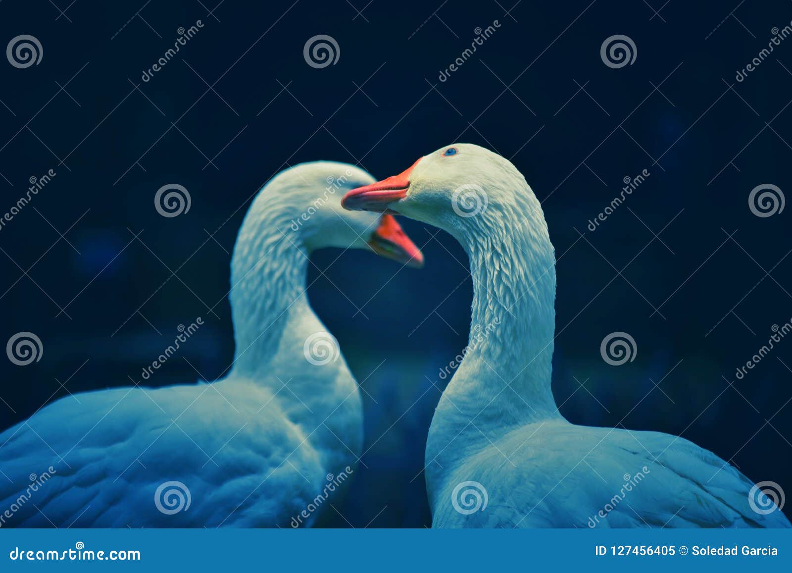 Geese stock image. Image of couple, geese, blue, eyes - 127456405