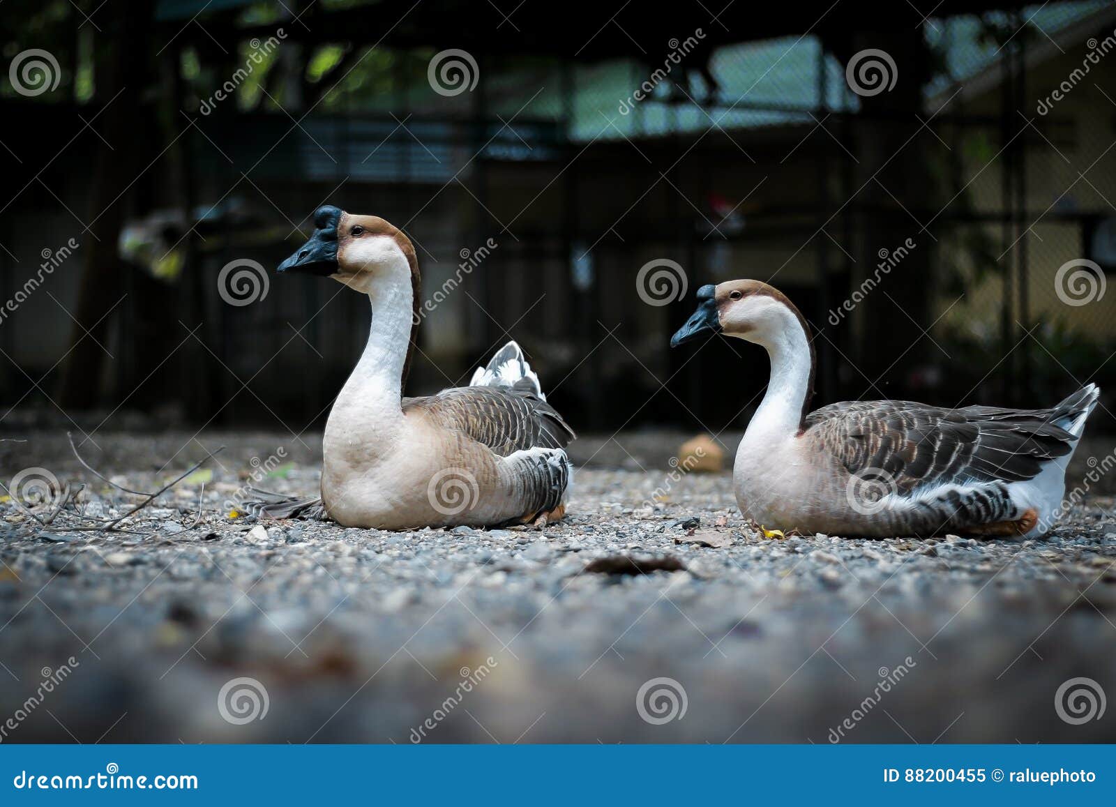 Geese couple stock image. Image of natural, cute, farm - 88200455