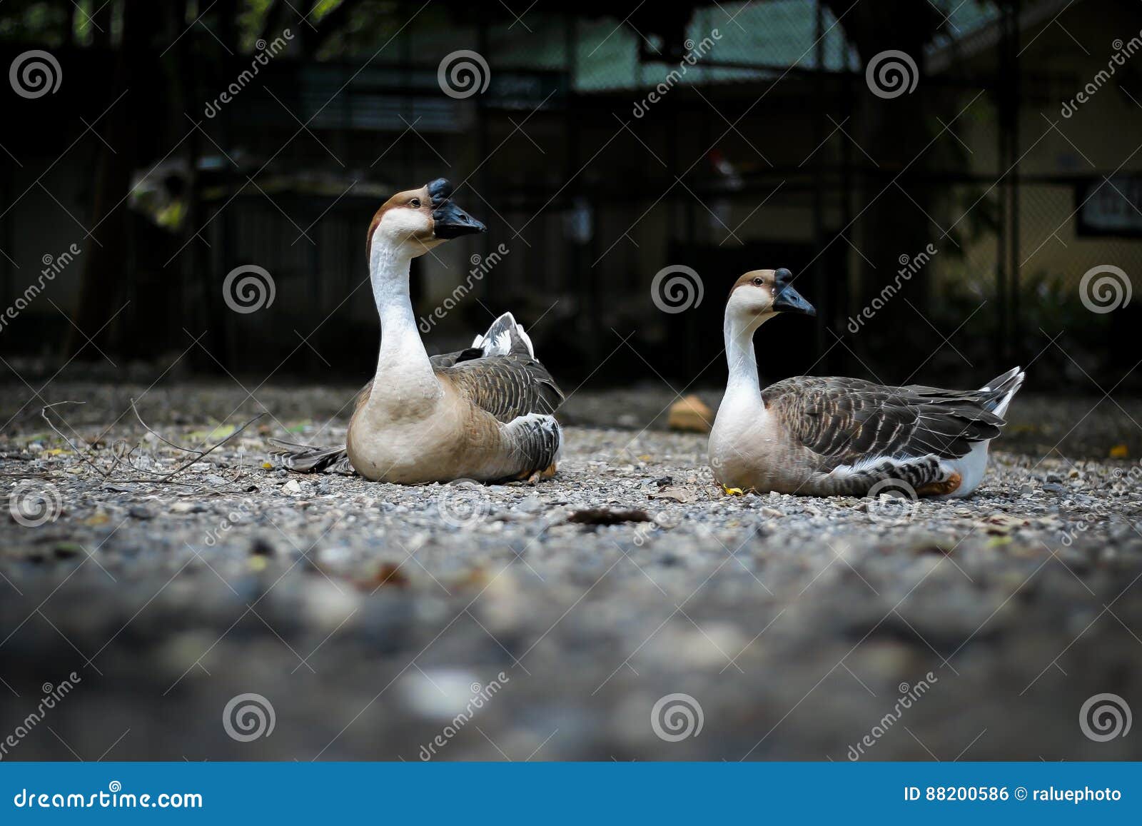 Geese couple stock photo. Image of nature, wild, cute - 88200586