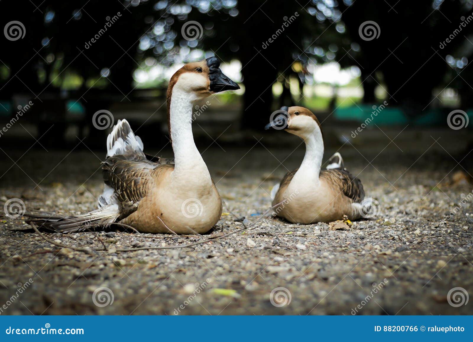 Geese couple stock photo. Image of animals, field, couple - 88200766