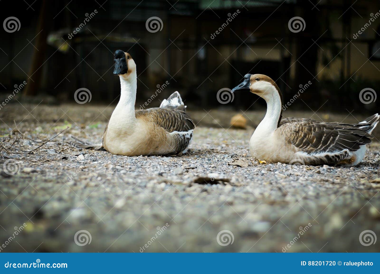 Geese couple stock photo. Image of beautiful, beauty - 88201720
