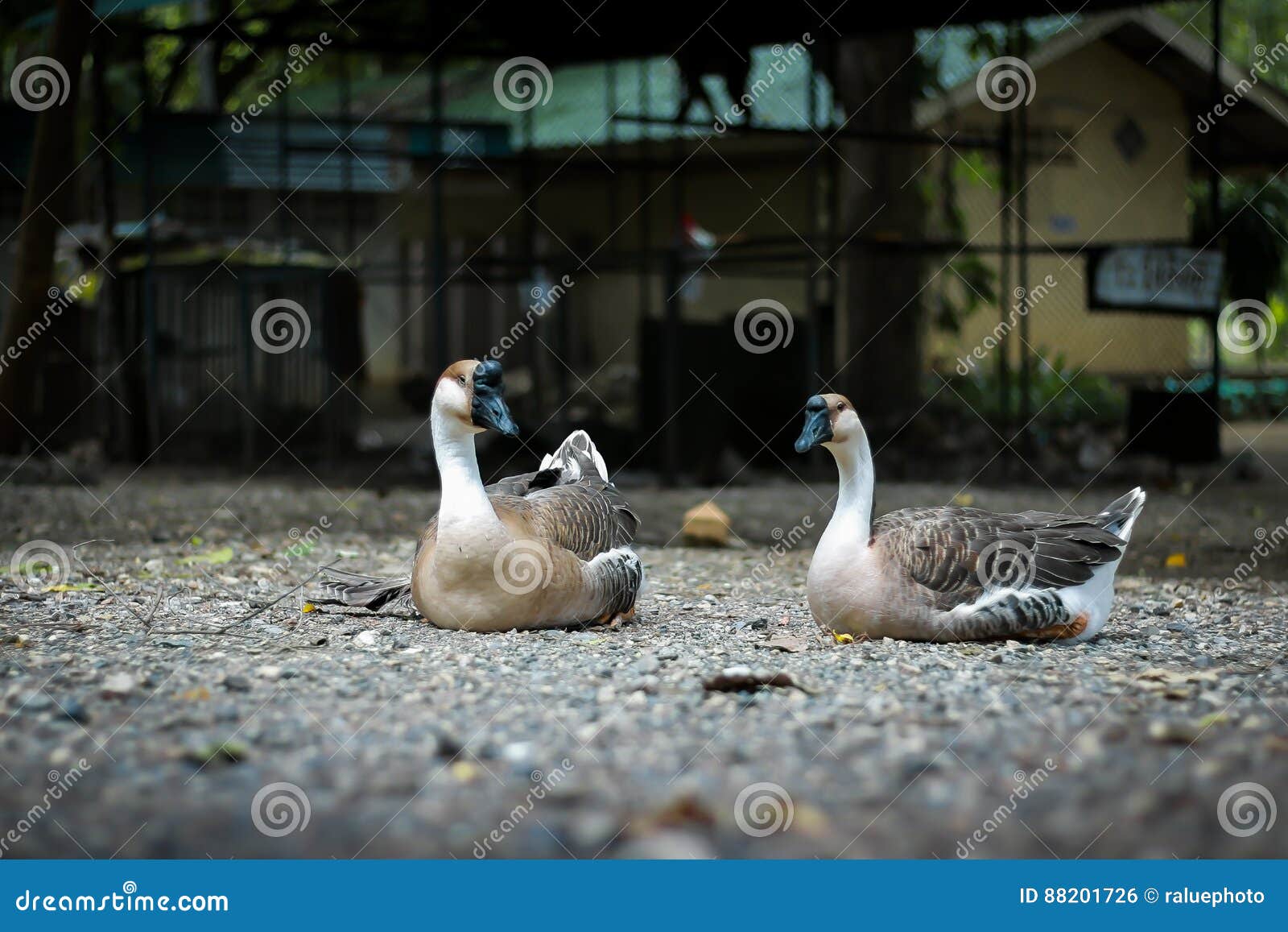 Geese couple stock photo. Image of avian, feathers, outdoors - 88201726