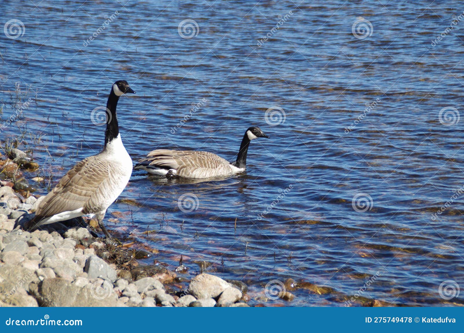 Geese Couple in a Rocky Beach Stock Photo - Image of waterfowl ...