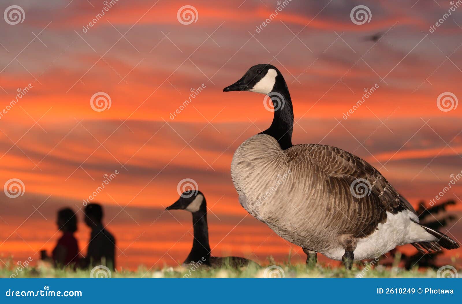 Geese and Couple at Sunset stock image. Image of birds - 2610249