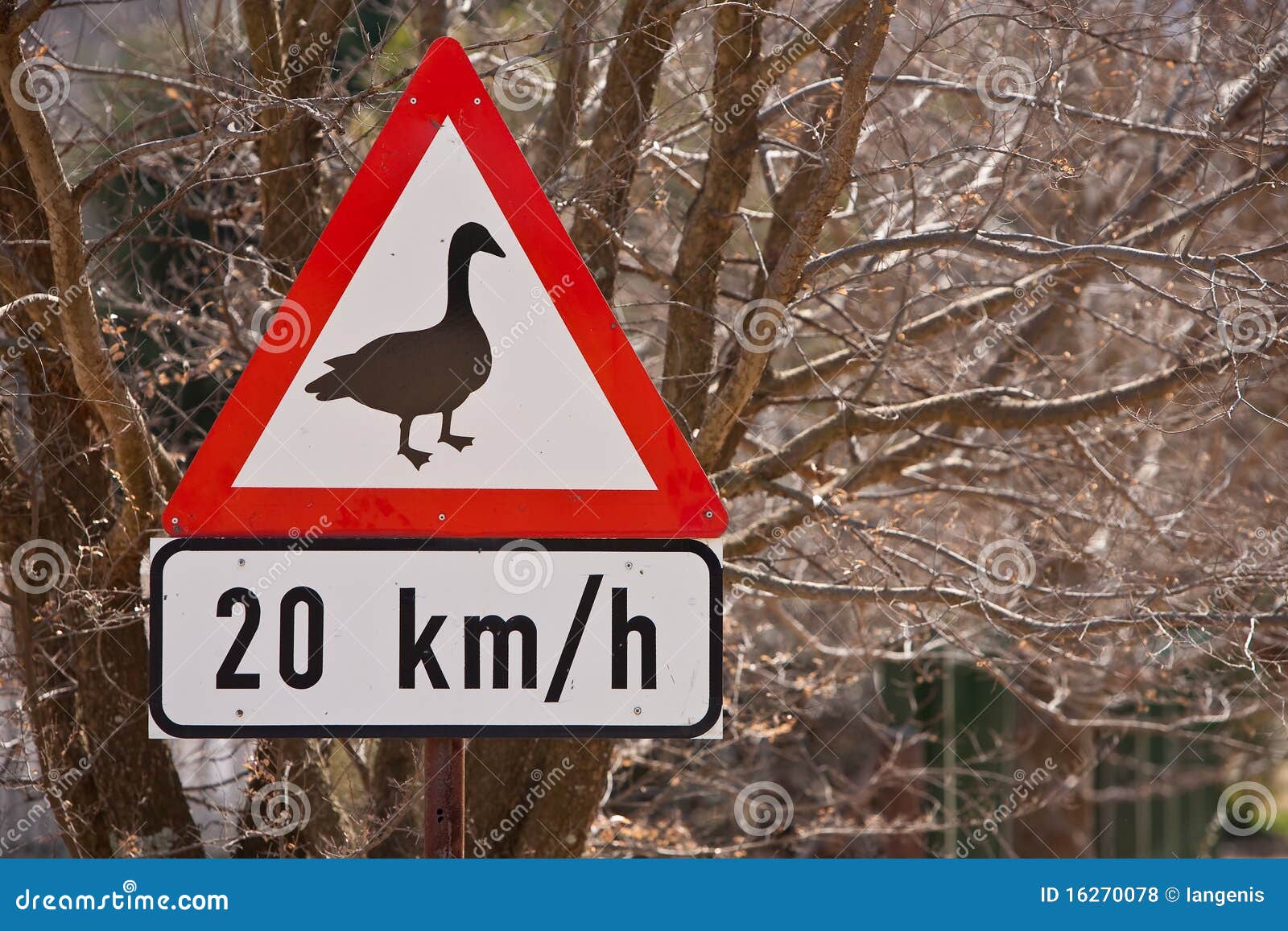 Geese crossing stock photo. Image of caution, birds, danger - 16270078