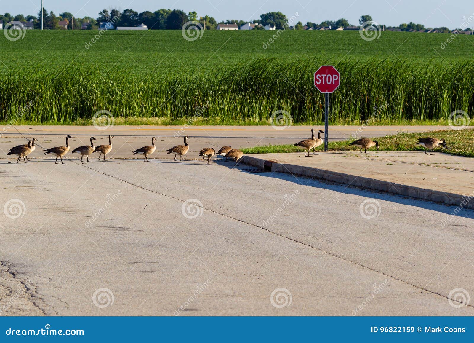 Geese Crossing the Street in Single File Stock Image - Image of street ...