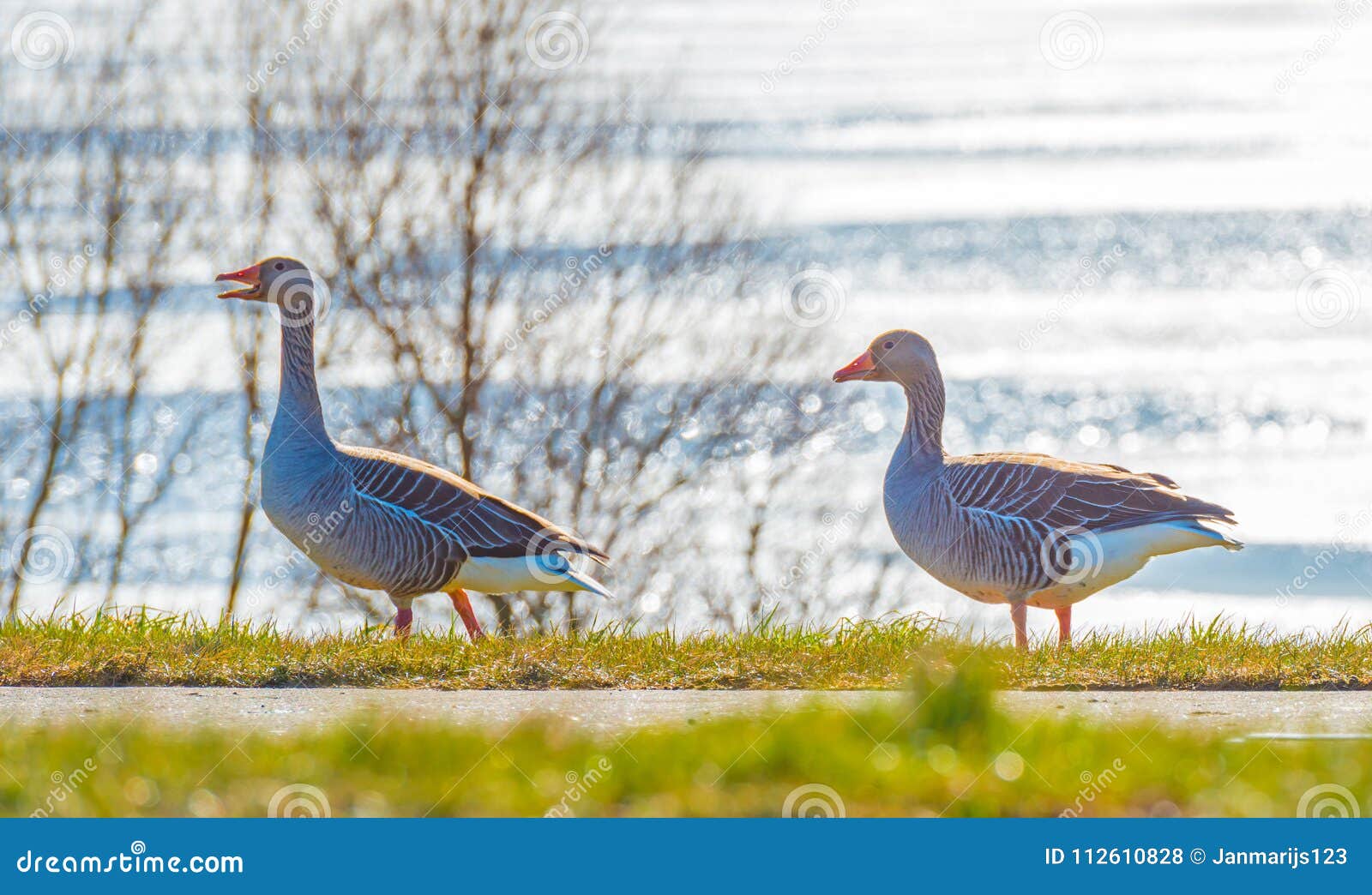 Geese on a in Sunlight in Winter Stock Photo - Image of shore ...