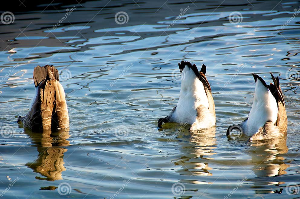 Geese Diving Under stock image. Image of water, marine - 16626499