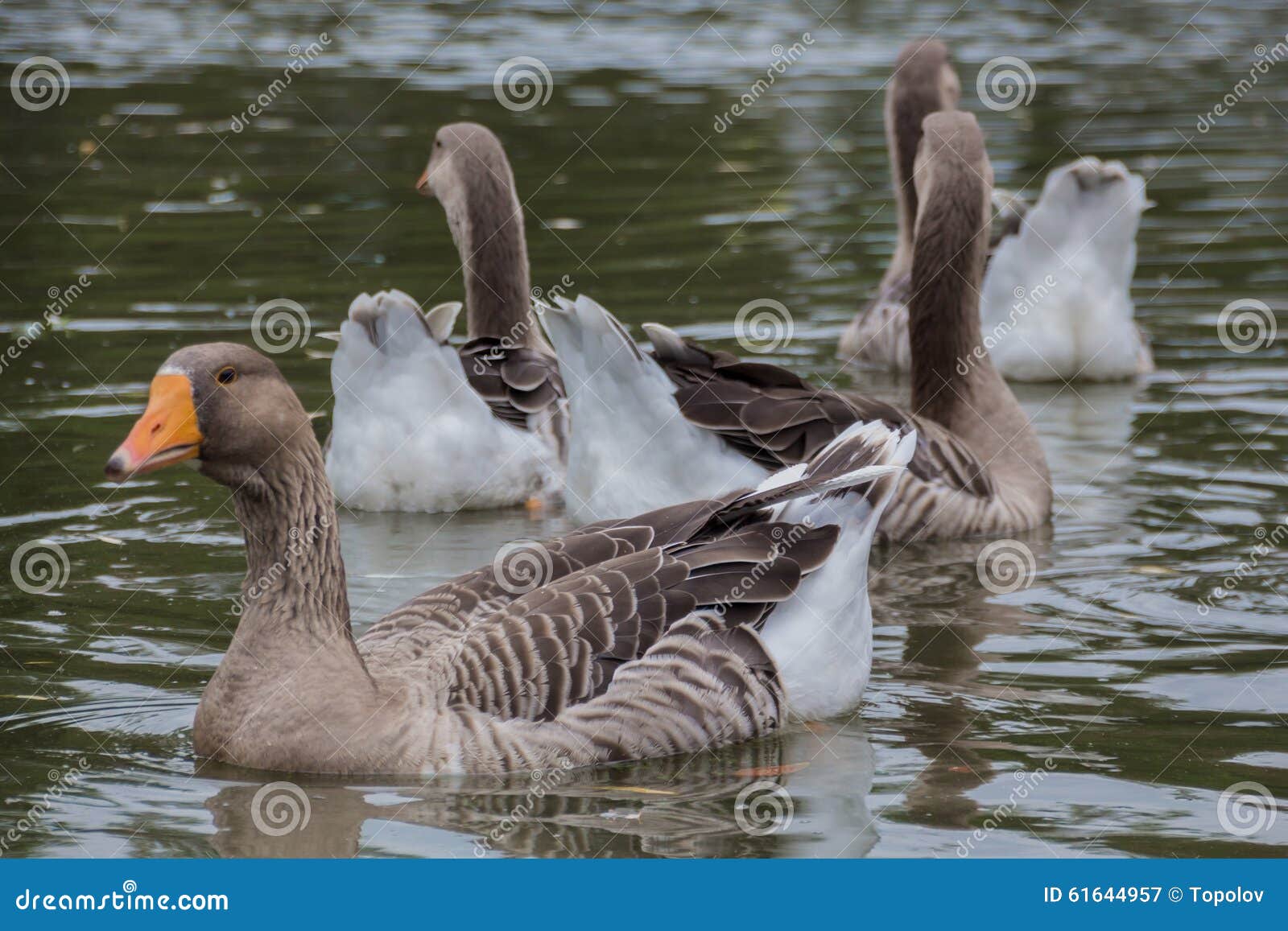 Geese stock image. Image of cackling, nature, animal - 61644957
