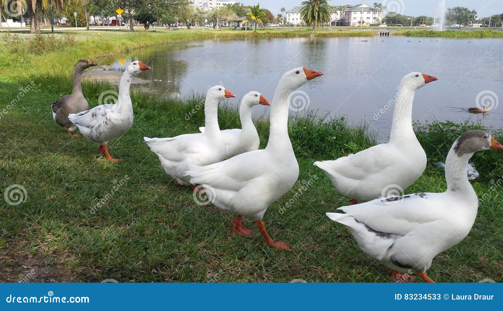 The Geese of Downtown Melbourne Florida Stock Image - Image of east ...