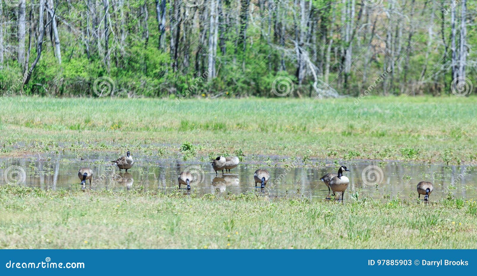 Geese Drinking in Meadow Puddle Stock Image - Image of wild, field ...