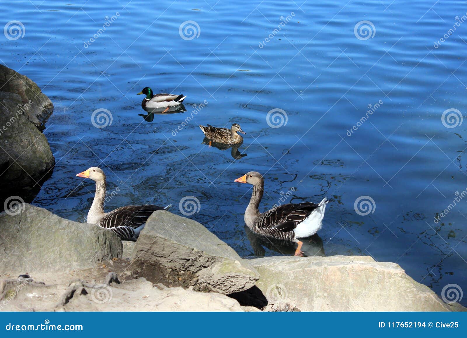 Geese and ducks stock photo. Image of lake, geese, beak - 117652194