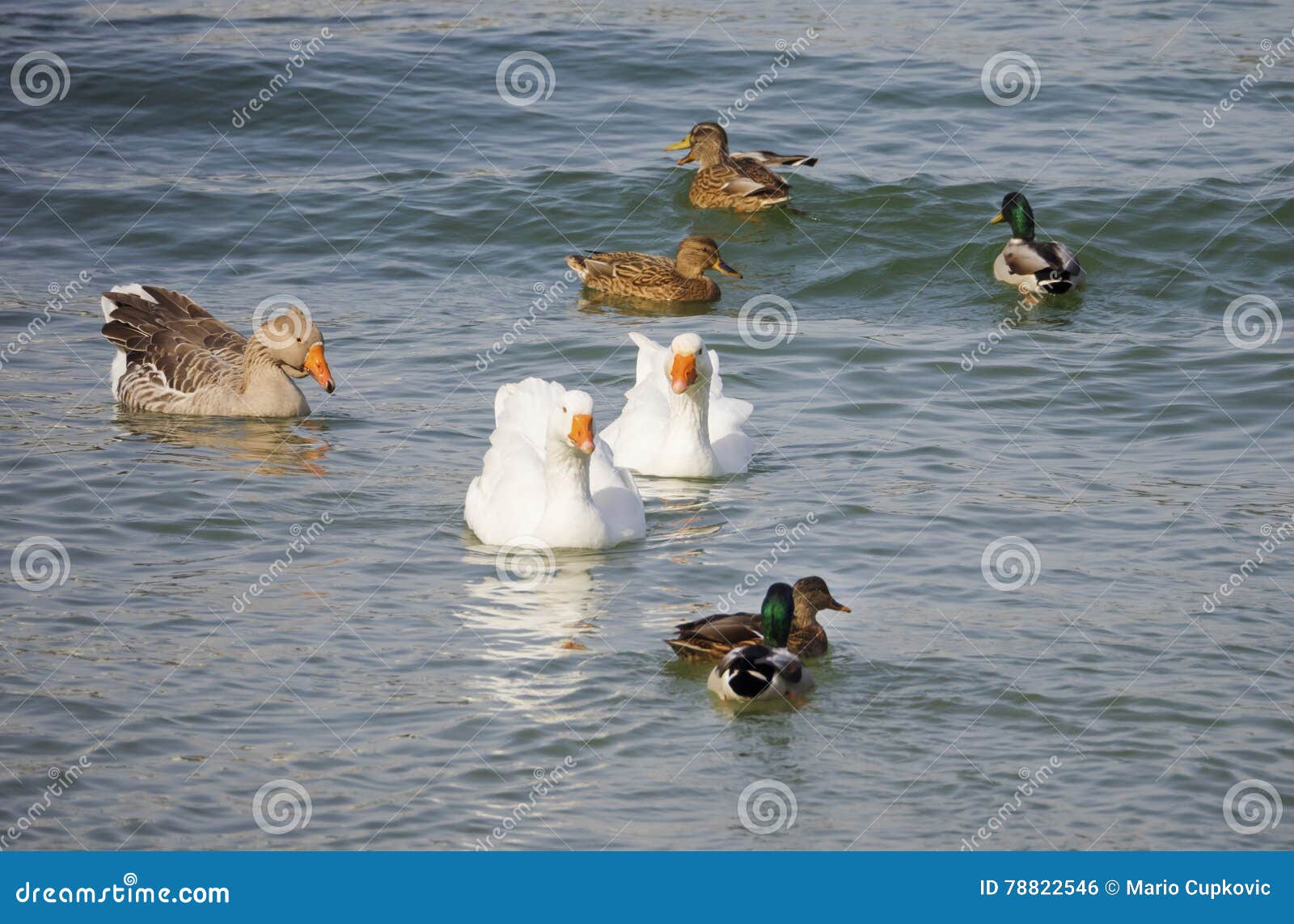 Geese and ducks stock photo. Image of eyes, farm, goose - 78822546