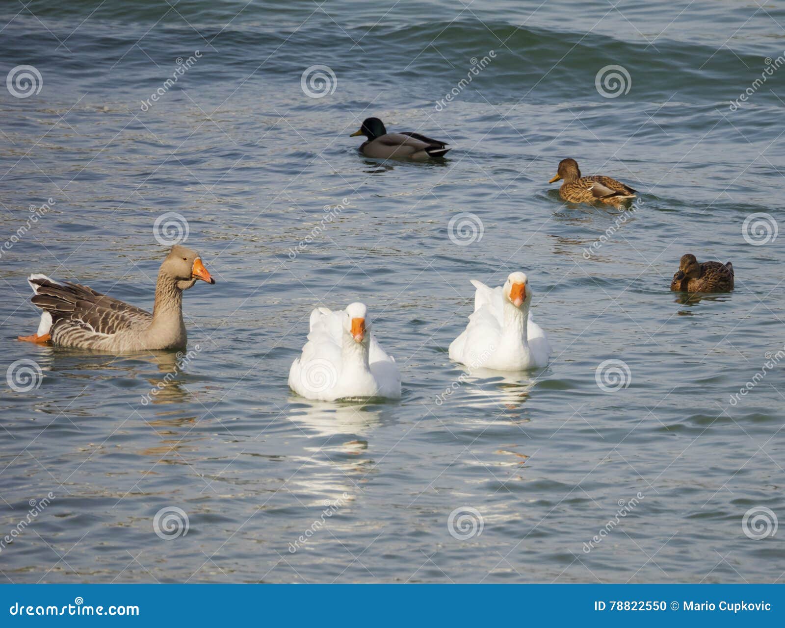 Geese and ducks stock photo. Image of floating, ducks - 78822550