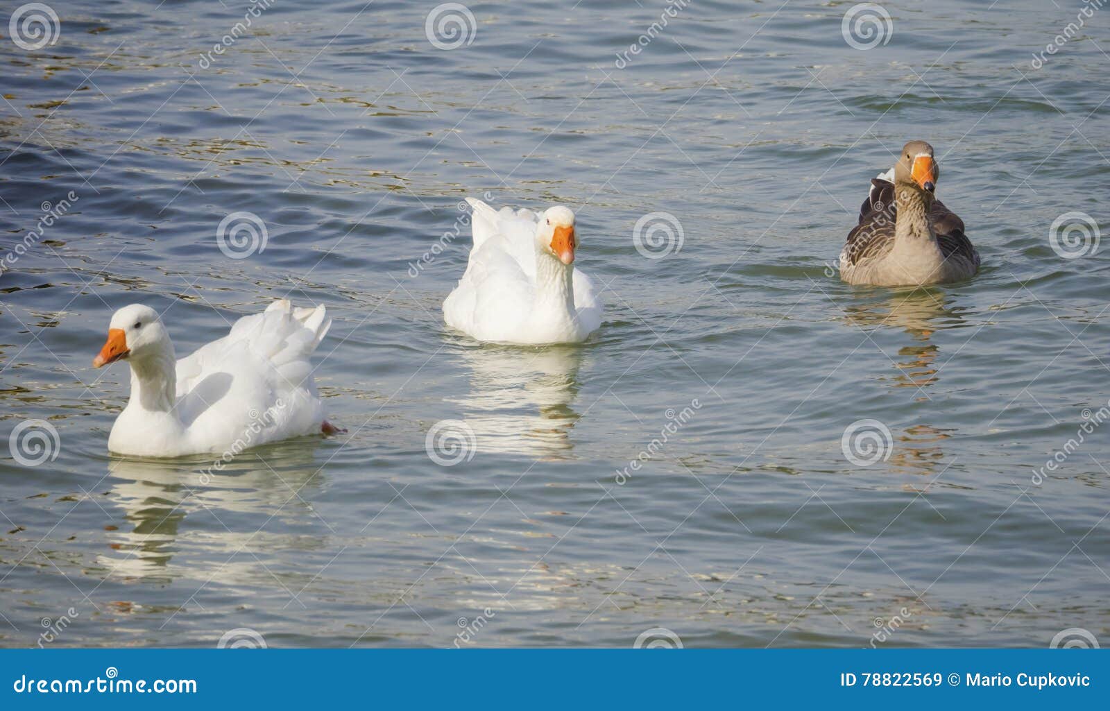 Geese and ducks stock image. Image of fowl, animal, fall - 78822569