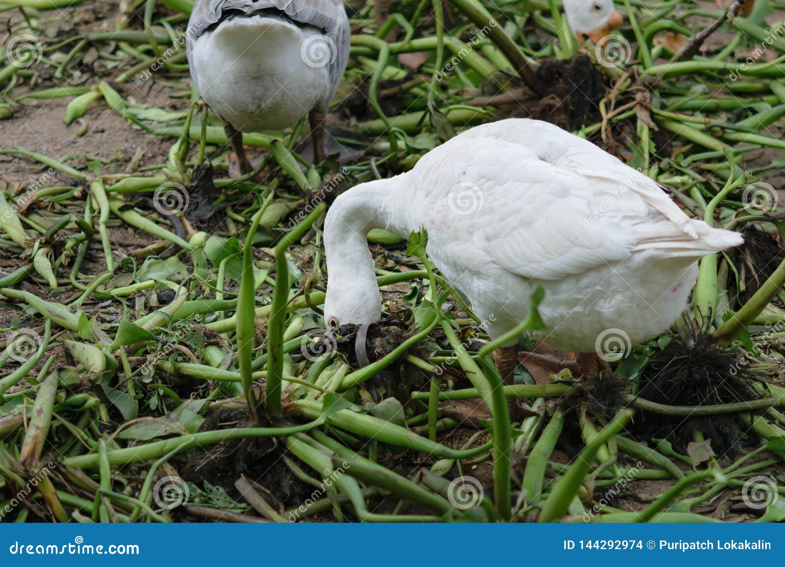 Geese eating food stock photo. Image of animal, beautiful - 144292974