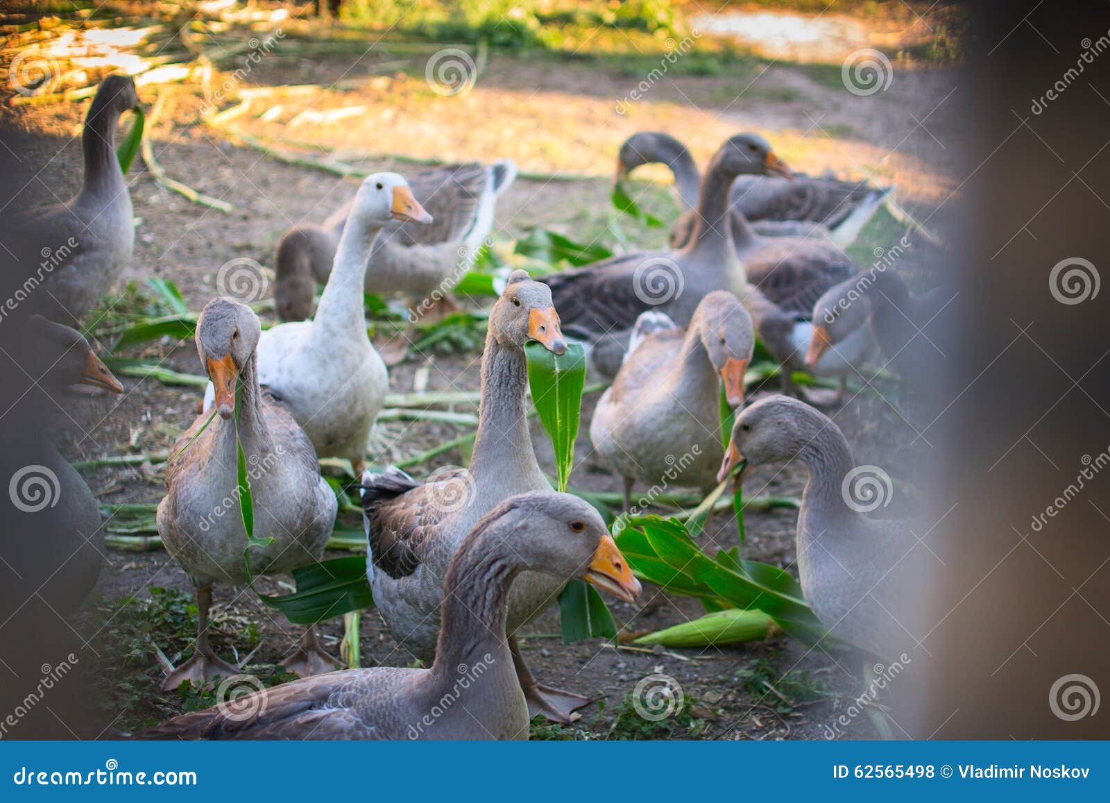 Geese eats stock photo. Image of vegetation, green, village - 62565498