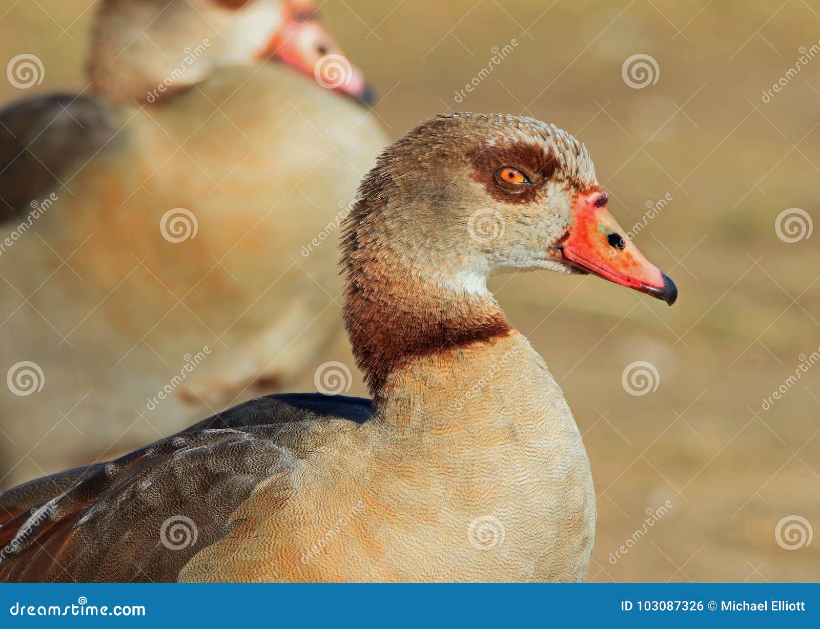 Geese stock photo. Image of feathers, hens, hunted, goose - 103087326