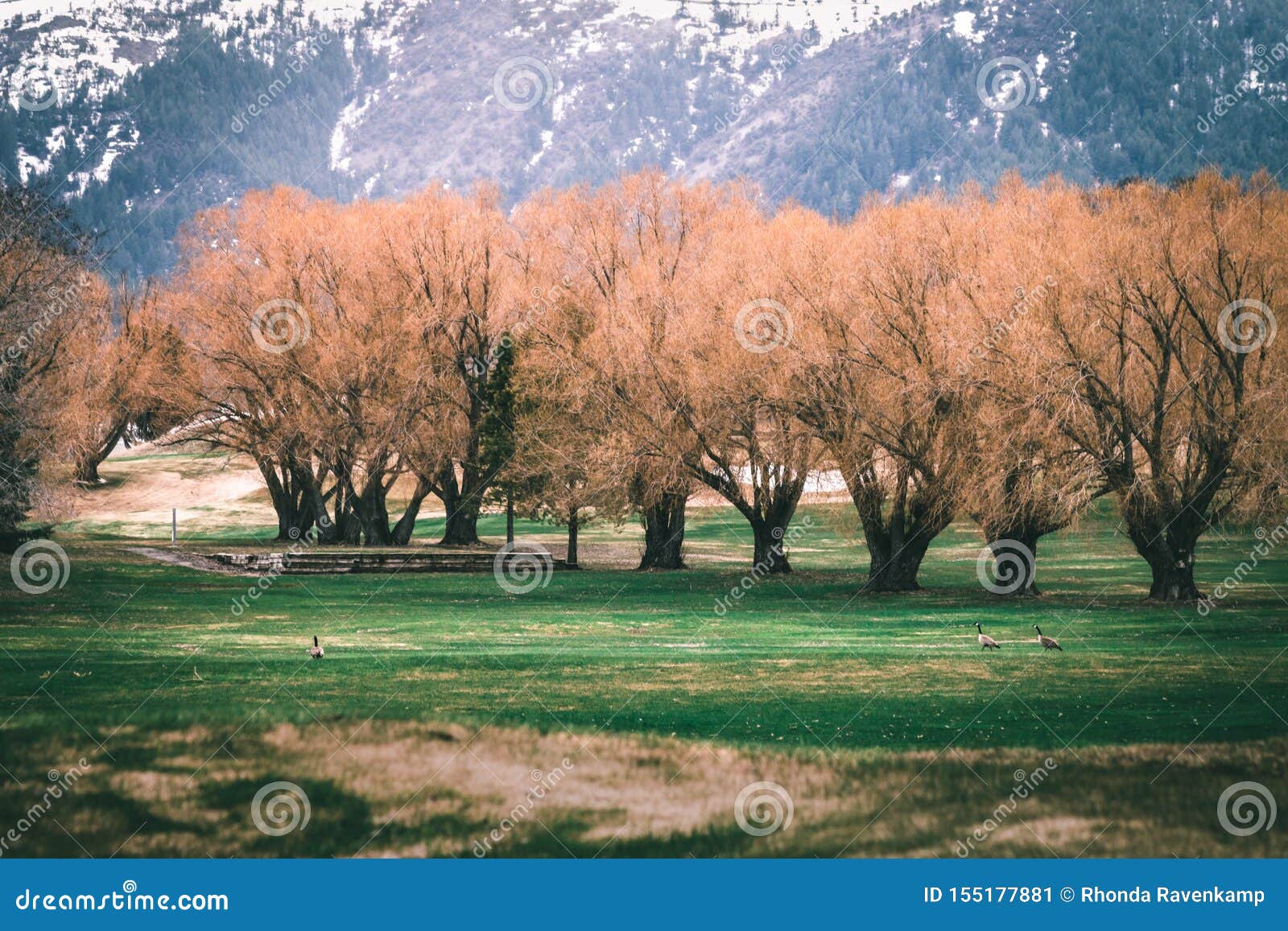 Rustic Golf Course in the Springtime Stock Image - Image of geese ...