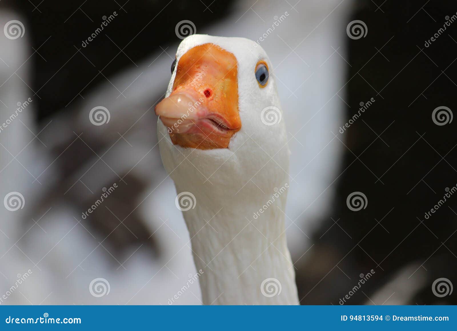 Geese stock photo. Image of flower, lovely, small, making - 94813594
