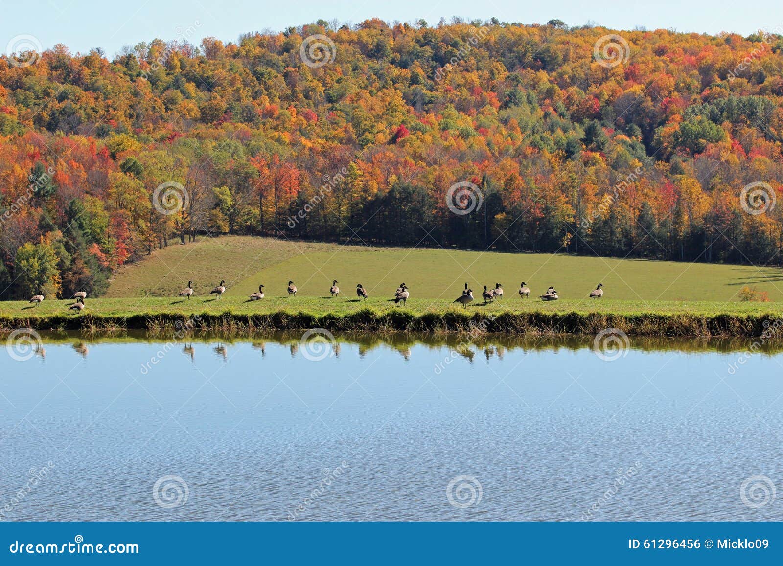 Geese and fall colors stock photo. Image of geese, trees - 61296456
