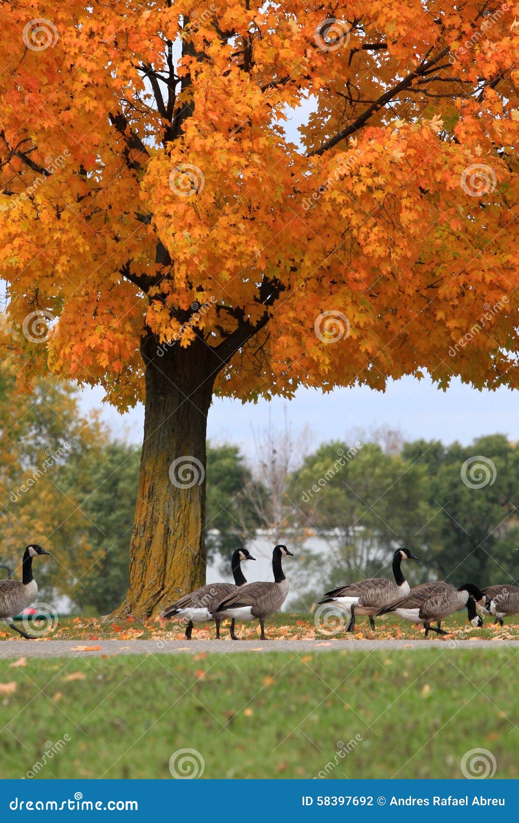 Geese in the fall stock photo. Image of lakes, aiexcl - 58397692