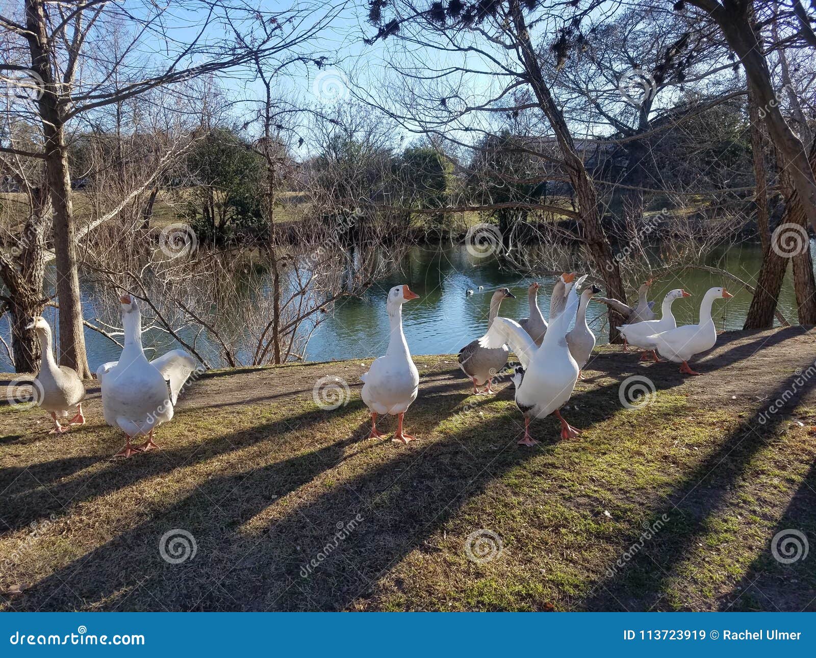 Geese stock image. Image of walking, fall, geese, afternoon - 113723919
