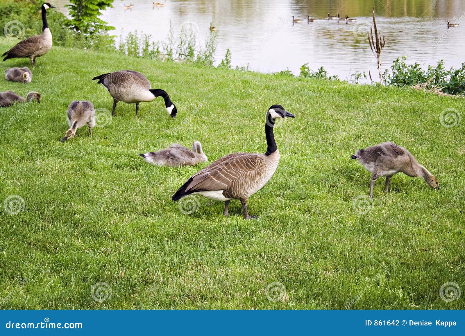 Geese Family Grazing stock photo. Image of bird, waterfowl - 861642