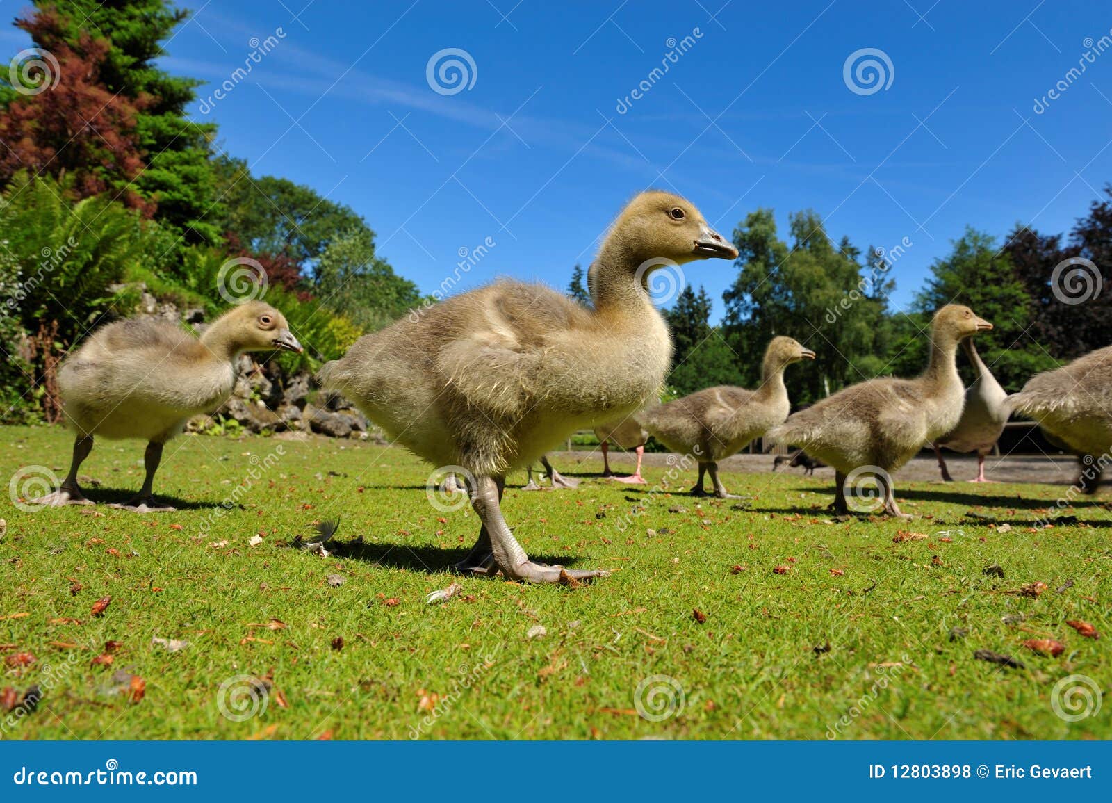 Geese family in spring stock photo. Image of goose, fluffy - 12803898